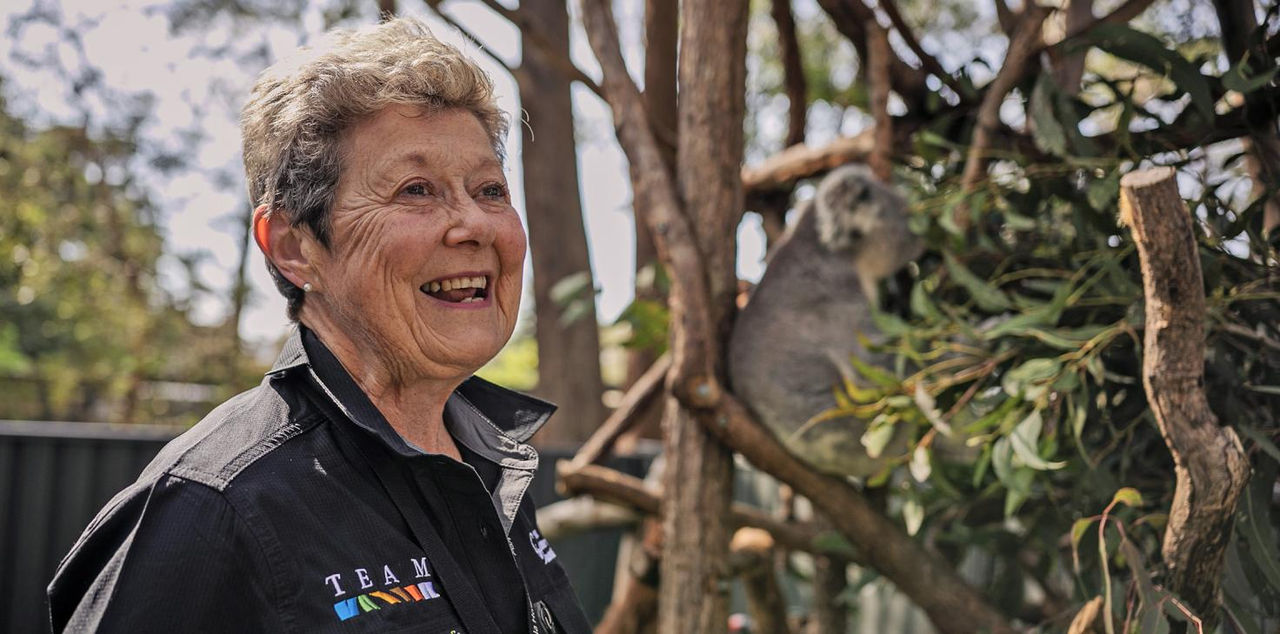 Championing Koala Conservation | NRMA Insurance Blog