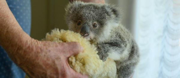 Helping our Koala Population | NRMA Insurance Blog
