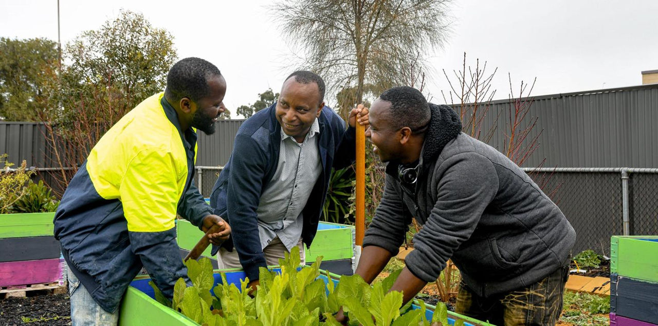 Community garden cultivating opportunities for resettled African ...