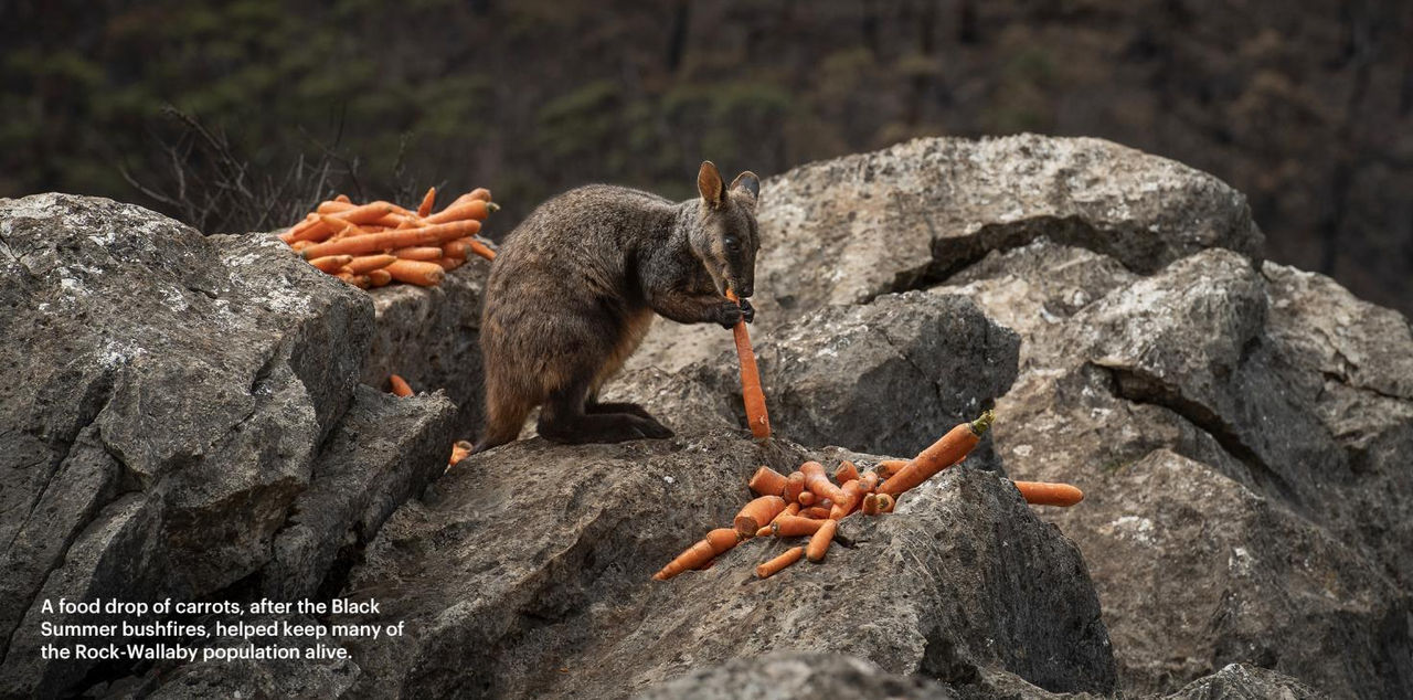 Helping Brush-tailed Rock-wallabies thrive again | NRMA Insurance Blog